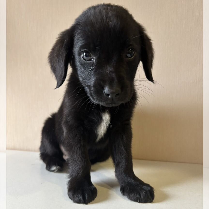 Щенок в добрые руки