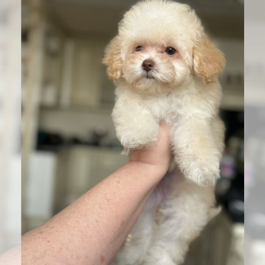 Мальтипу, щенок