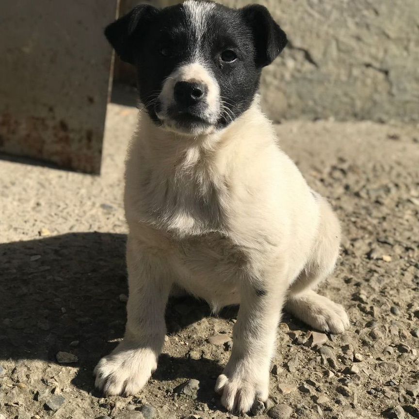 Озорная черно-белая малышка