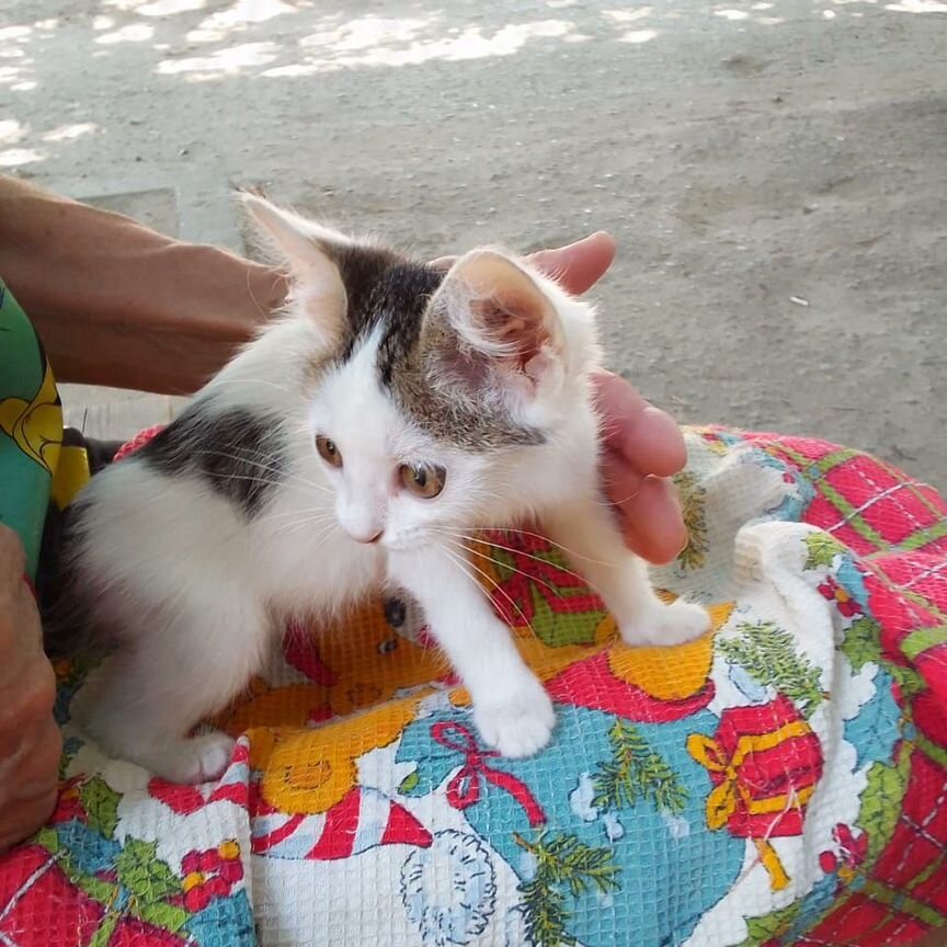Котёнок в добрые руки