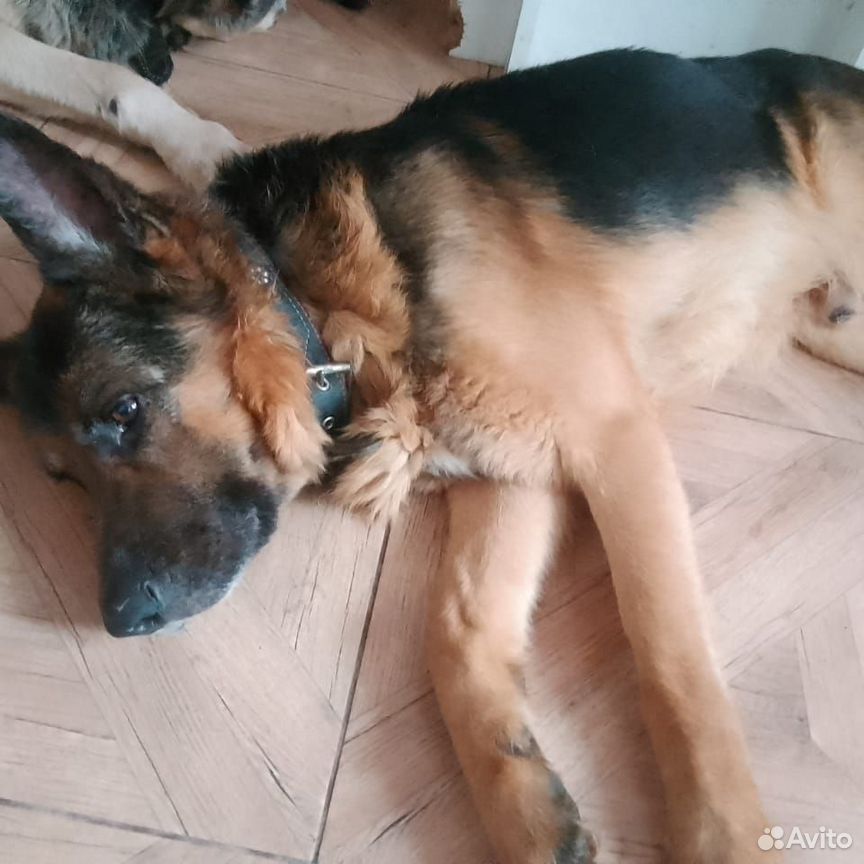 Немецкая овчарка в добрые руки