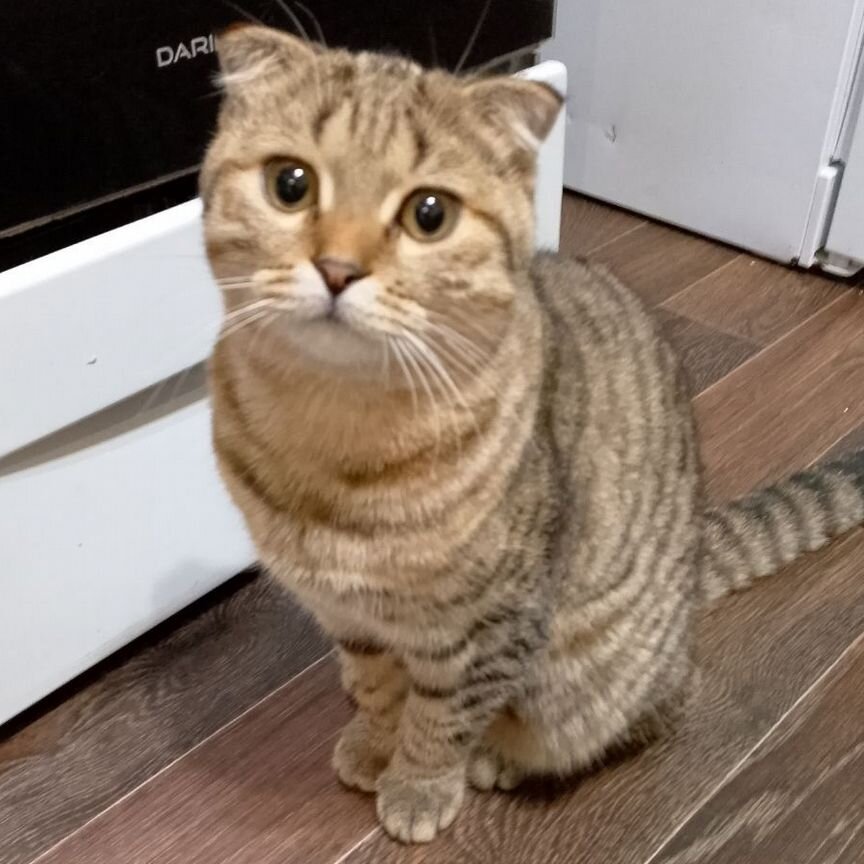 Шотландский вислоухий котик