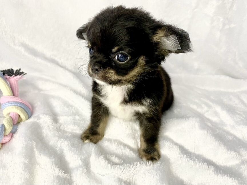 Щенки чихуахуа