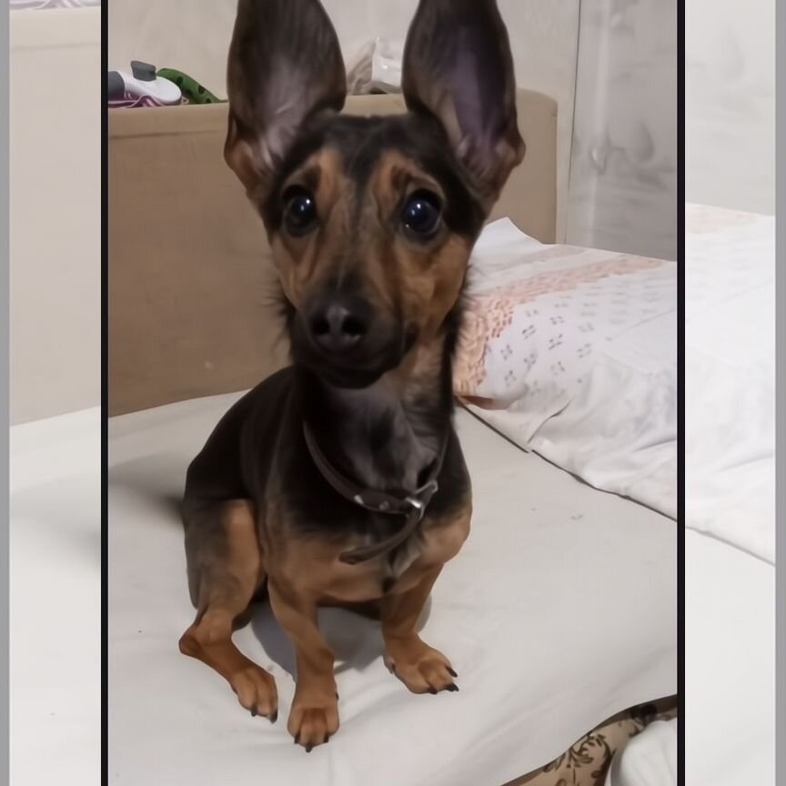 Взрослая собака в добрые руки