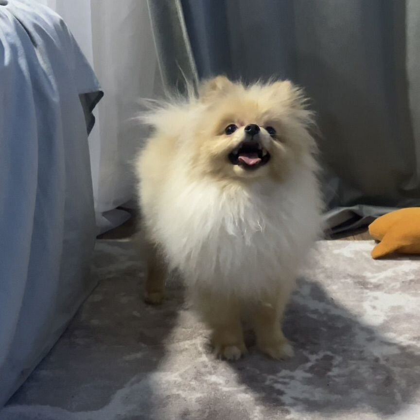 Померанский шпиц мини