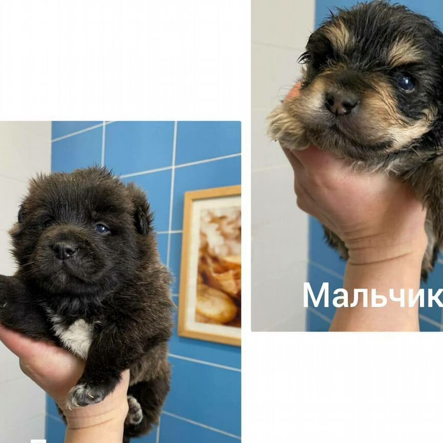 Маша и Орешек