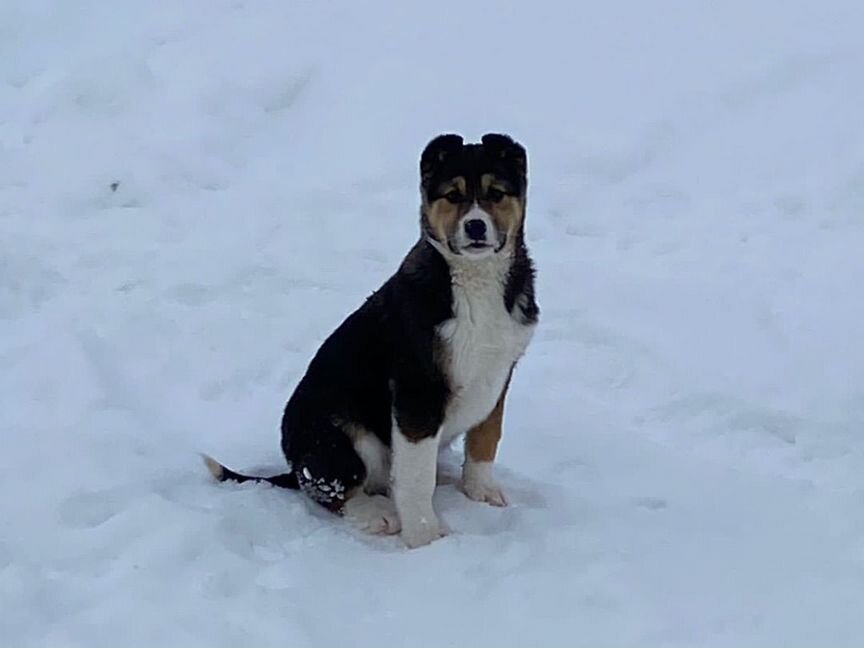 Кутята ищут дом