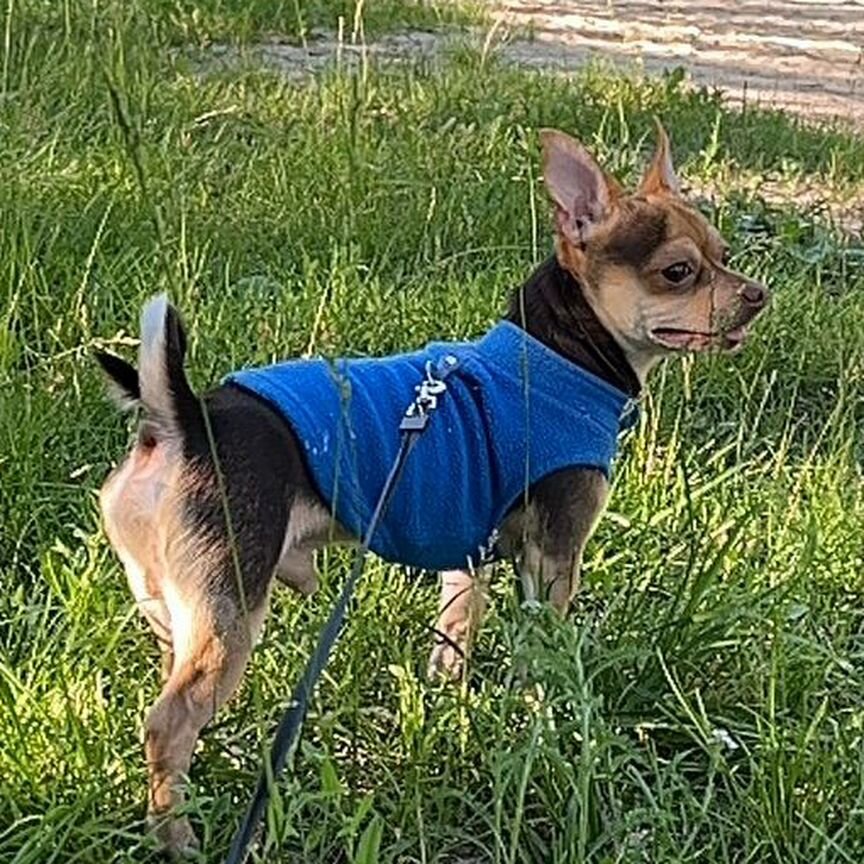 Собака на вязку