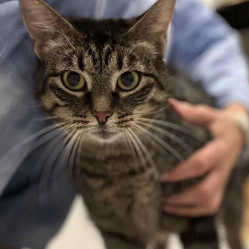 Европейская короткошёрстная, взрослая кошка