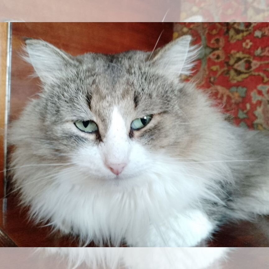 Кот Серый