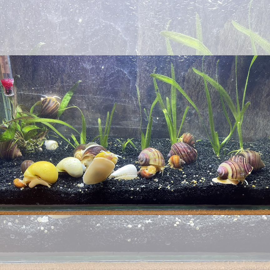 Улитки Ампулярии для аквариума