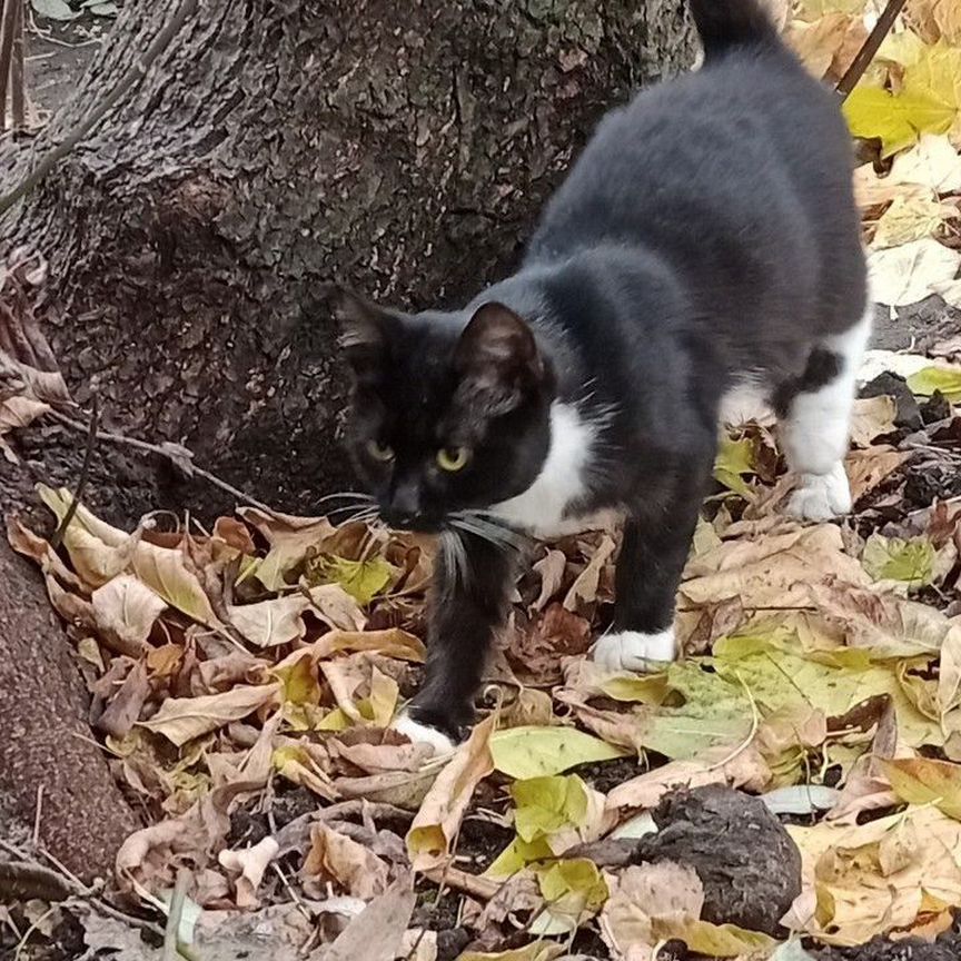 Котик пропадает на улице. В добрые руки