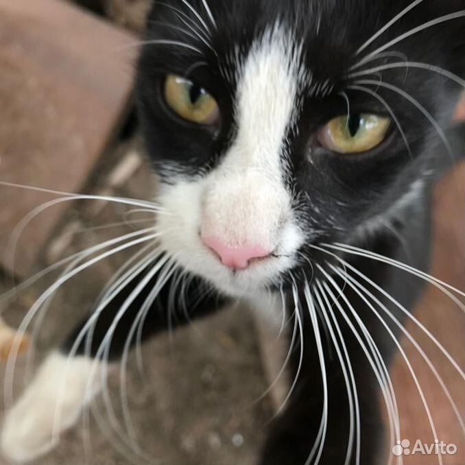 Котик Костик ищет передержку или дом