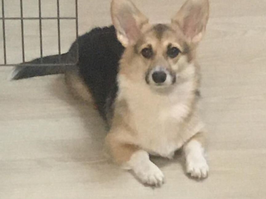 Продаётся Вельш корги пемброк девочка