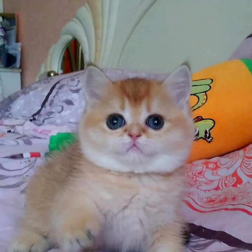 Шотландские котята