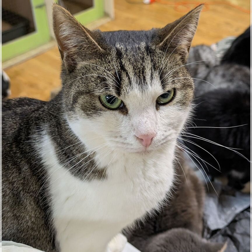 Взрослый кот в добрые руки