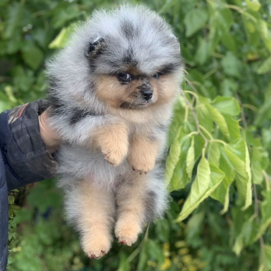 Померанский шпиц носитель голубого и шоколада