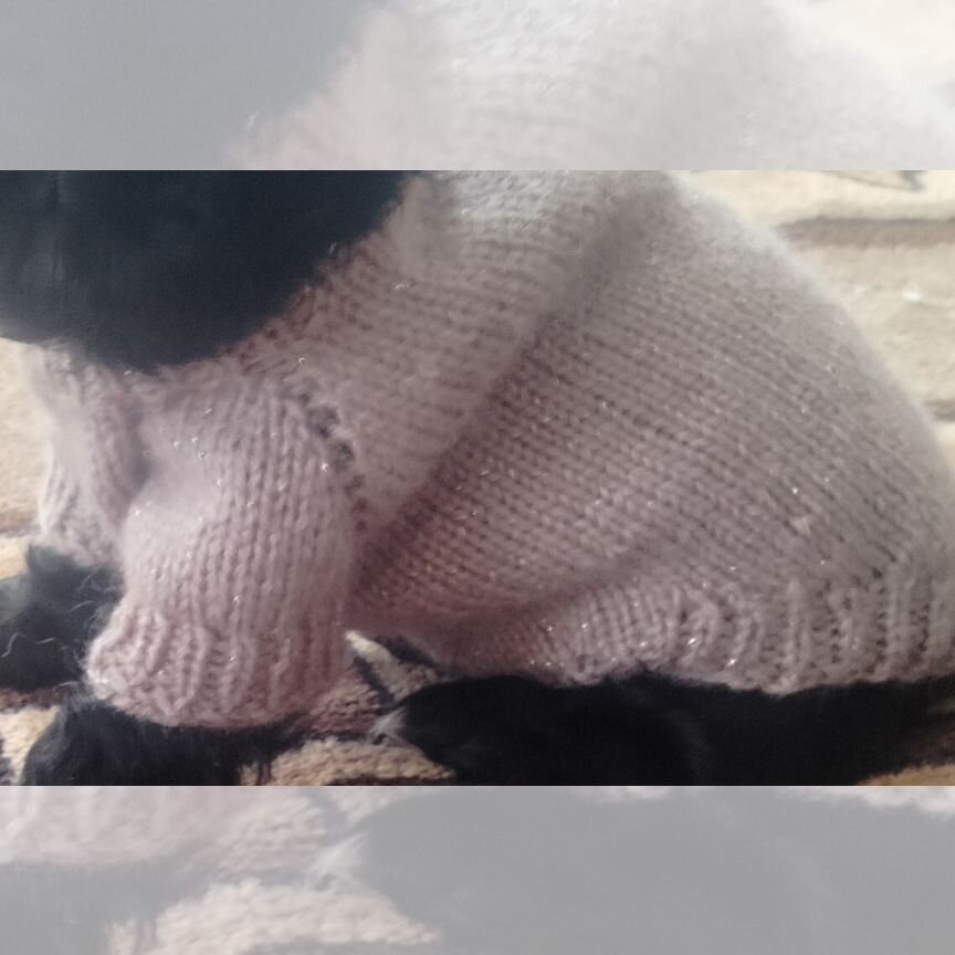 Одежда для собак мелких пород