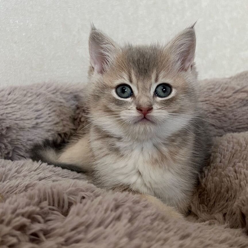 Британская кошечка голубая золотая шиншилла