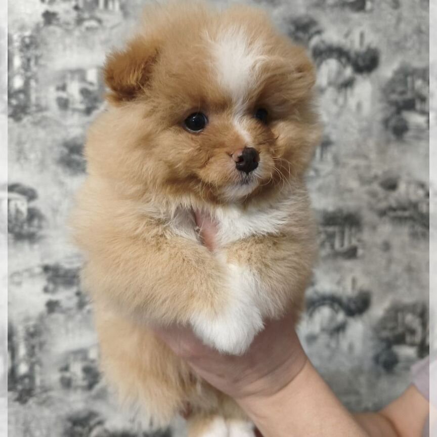 Померанский шпиц, щенок