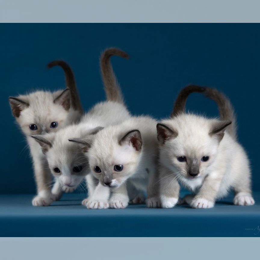 Сноу-Шу котёнок