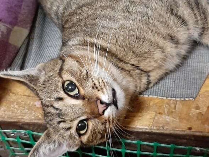 Кошка в дар