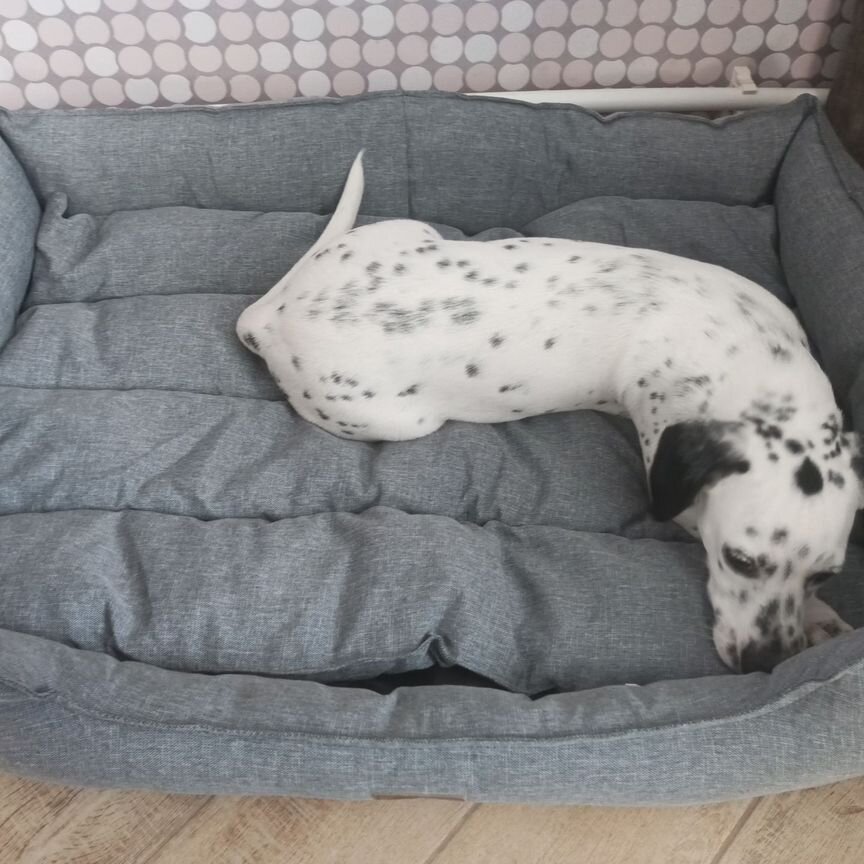 Собака долматинец