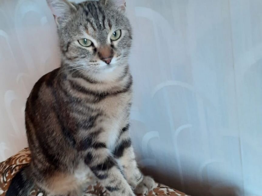 Кошечка окраса табби