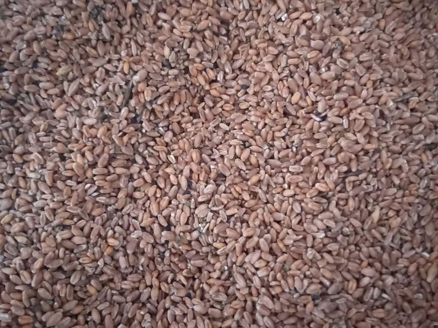 Зерно пшеница ячмень