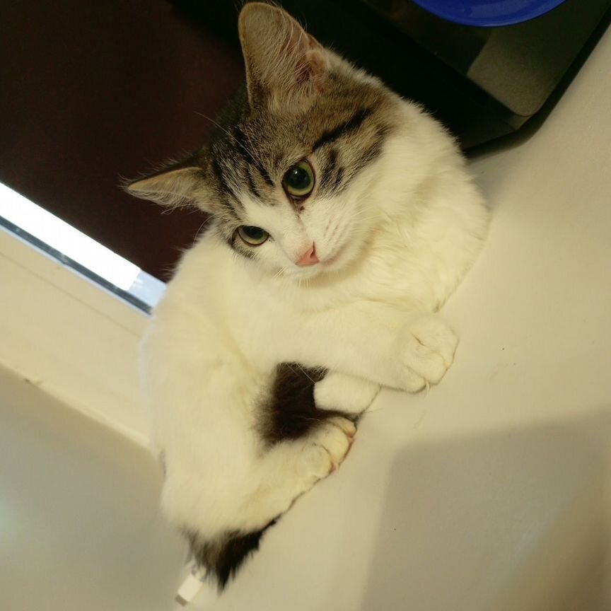 Отдам бесплатно котёнка 7 месяцев, кушает все