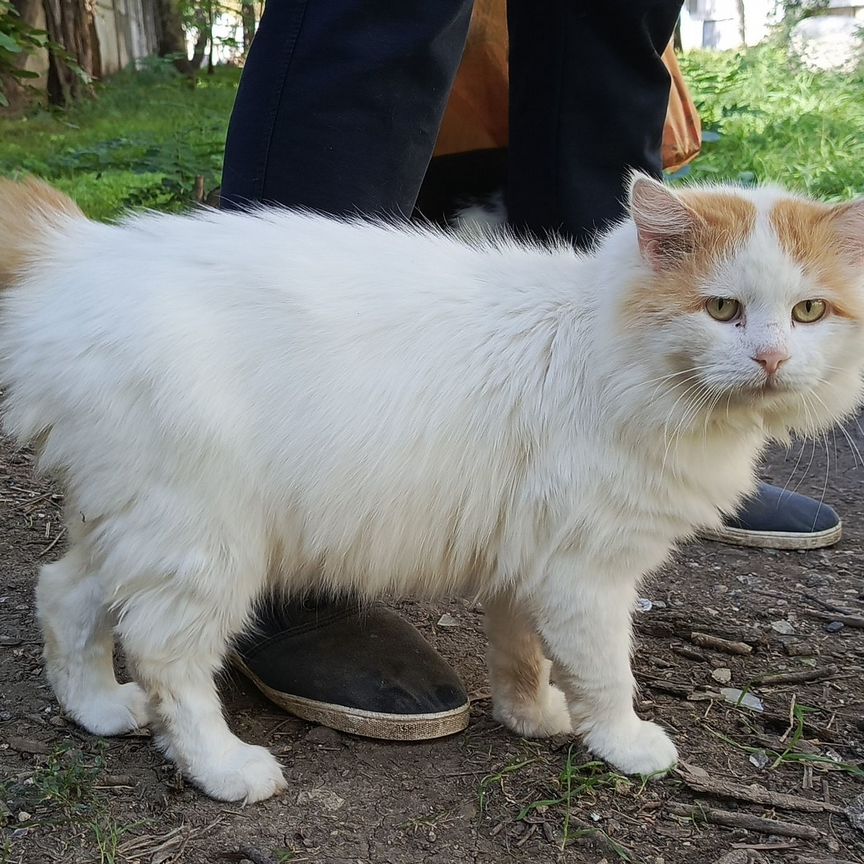 Кот сибирский в добрые руки
