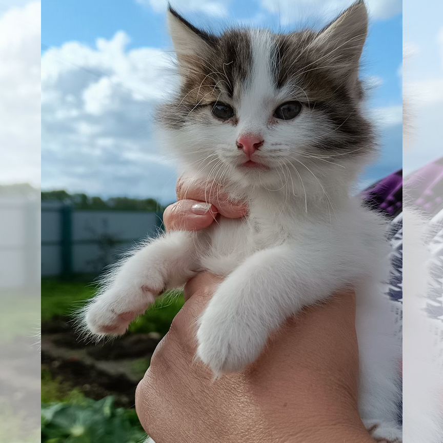 Отдам котят в добрые руки