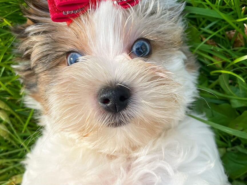 Голубоглазый йорк Бивер