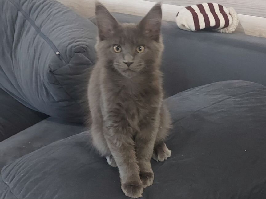Котята мейн-кун