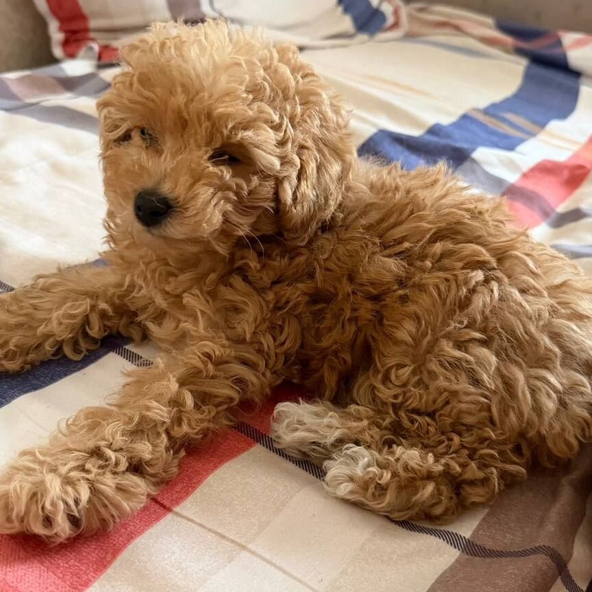 Той-пудель, щенок