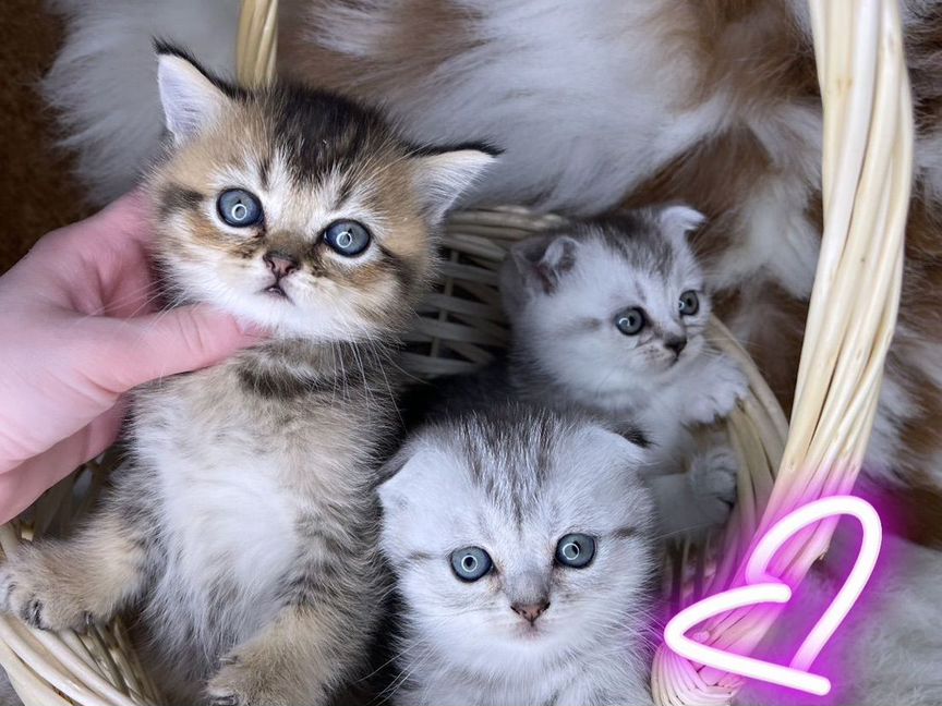 Шикарные плюшевые девочки