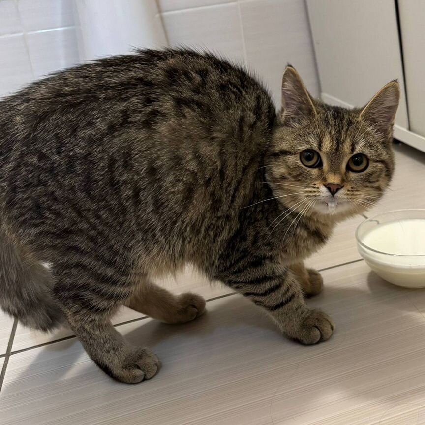 Взрослая, кошка в добрые руки