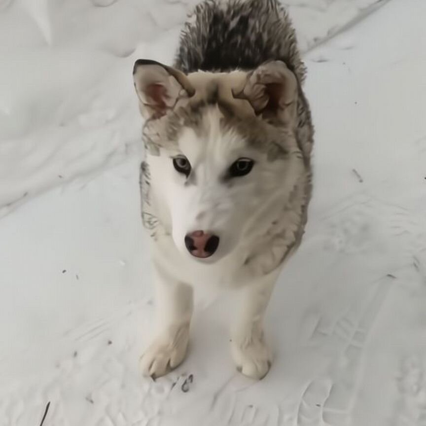 Сибирский хаски, щенок