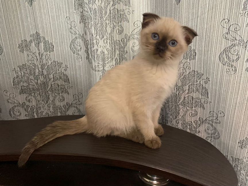 Котёнок метис