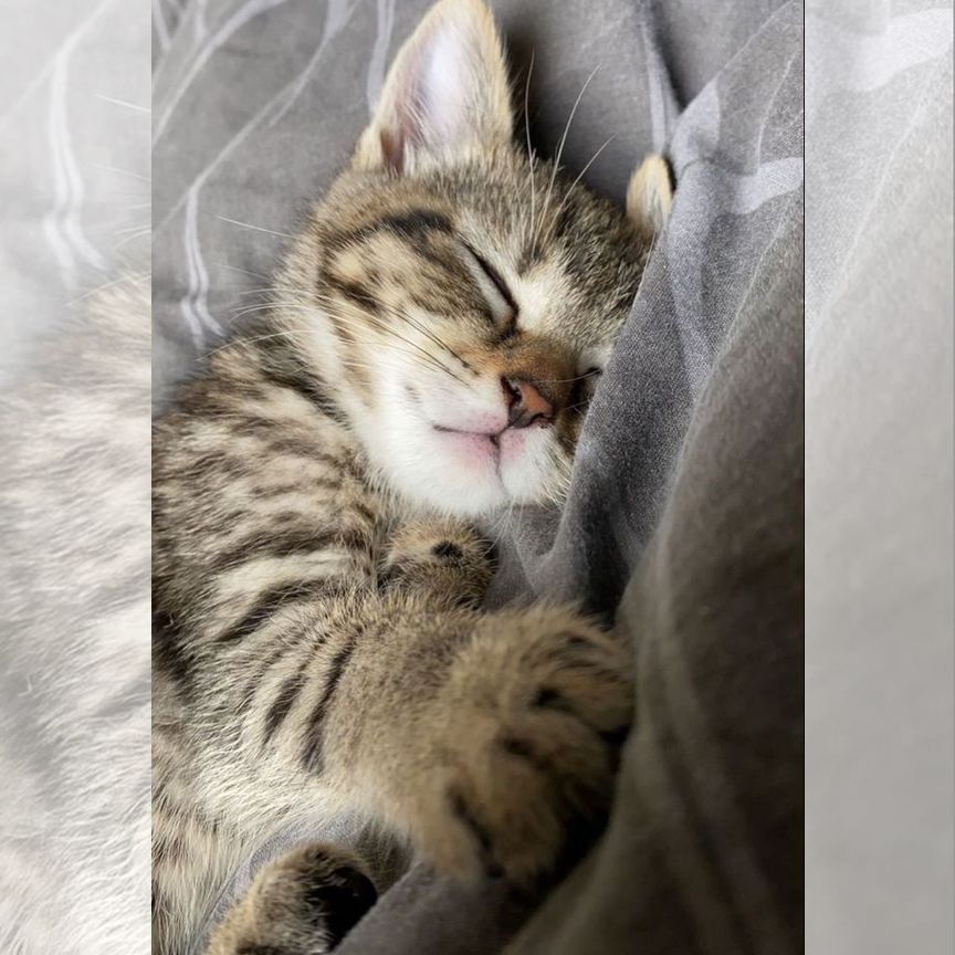 Котёнок в добрые руки