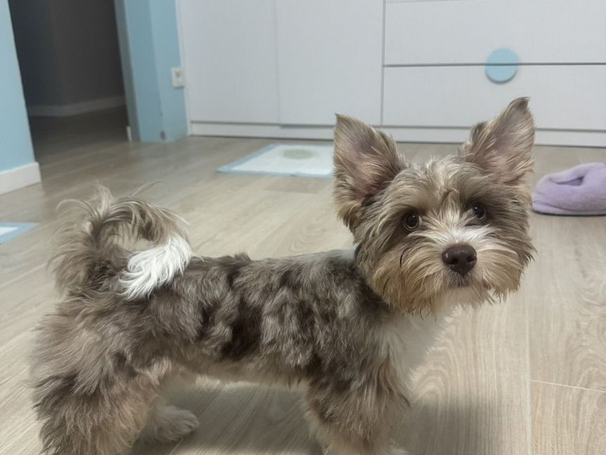 Щенок бивер йорка