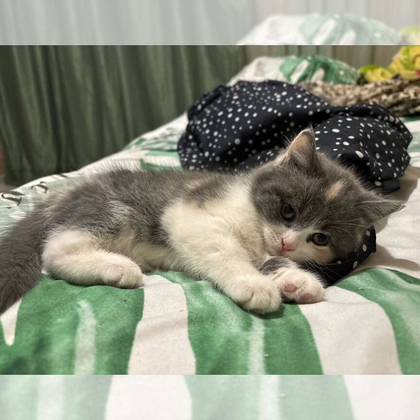 Котёнок в добрые руки