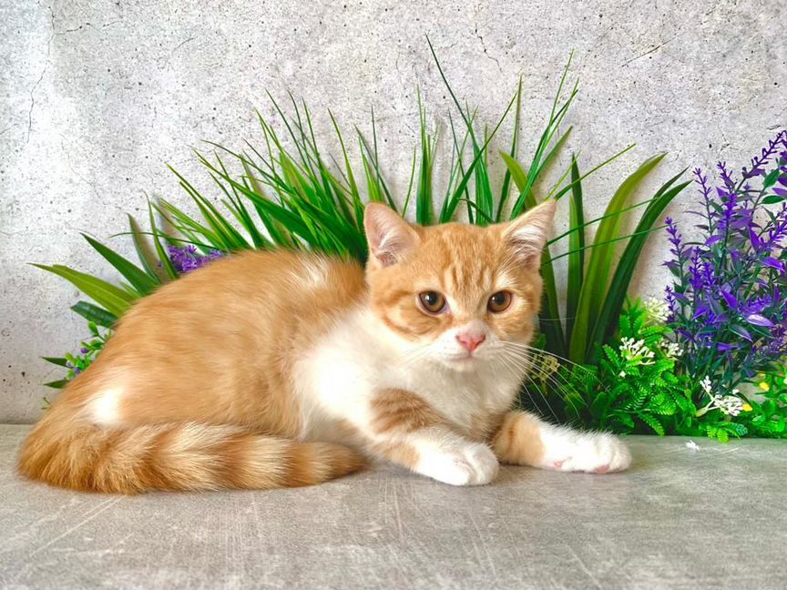Британский кот
