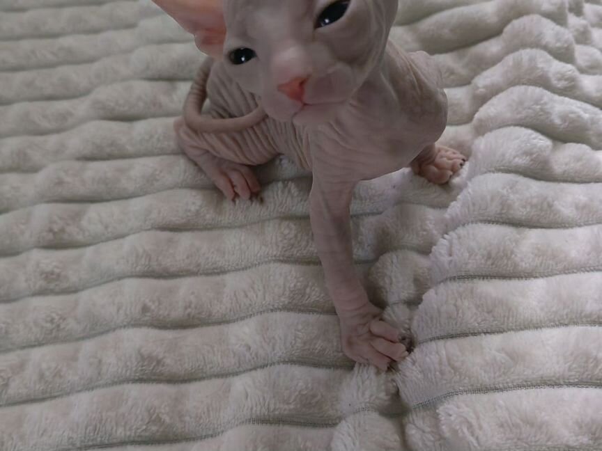 Донской сфинкс котята