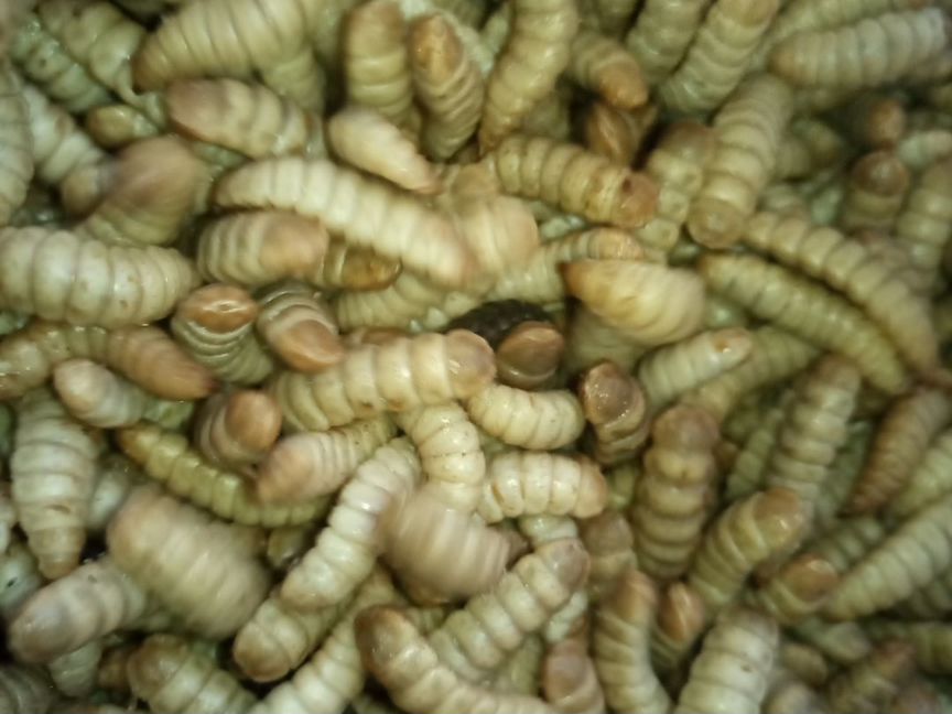 Личинка, яйцо черной львинки