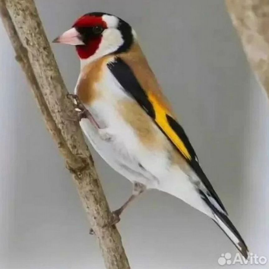 Певчие птицы щегол