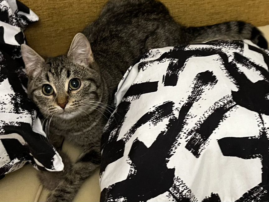 Милейший котенок