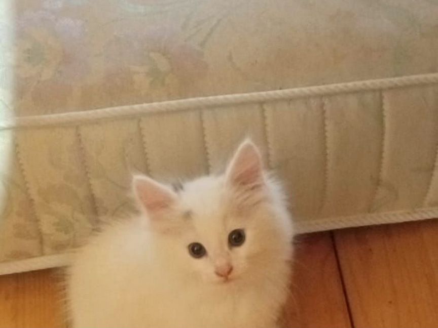 Белый пушистый котенок ищет дом