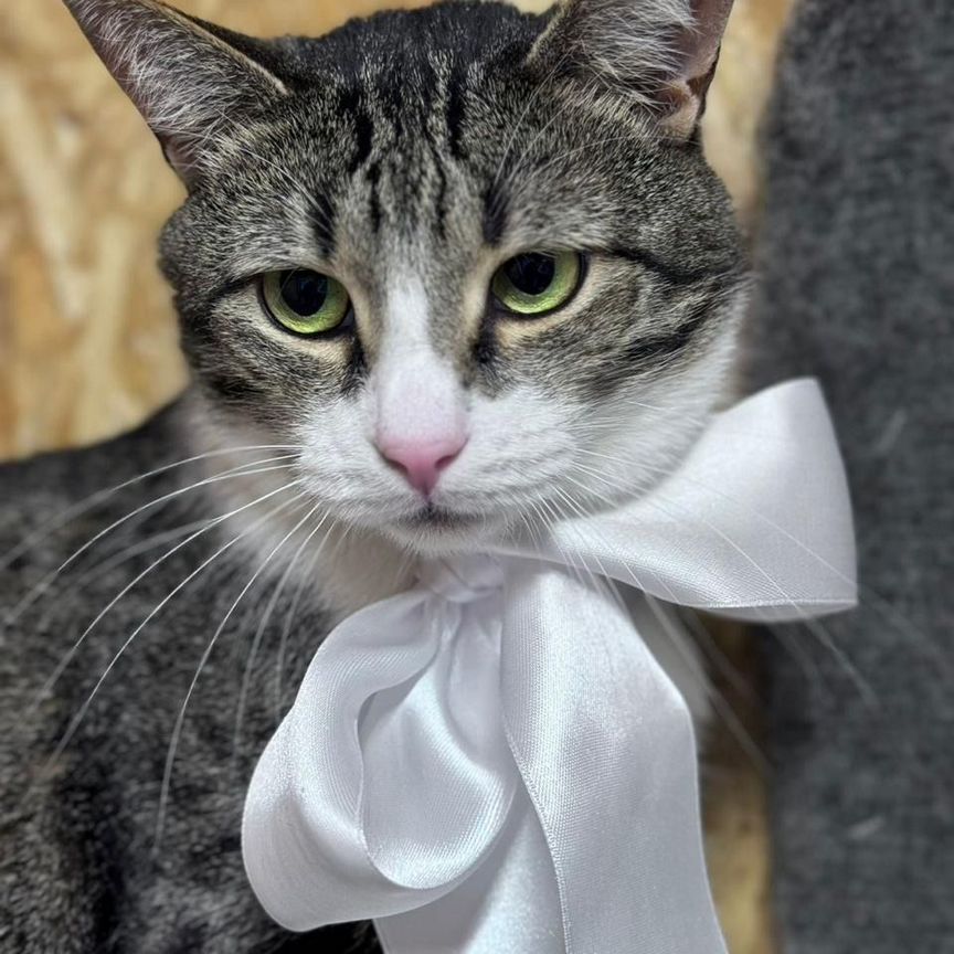 Кот Виталик