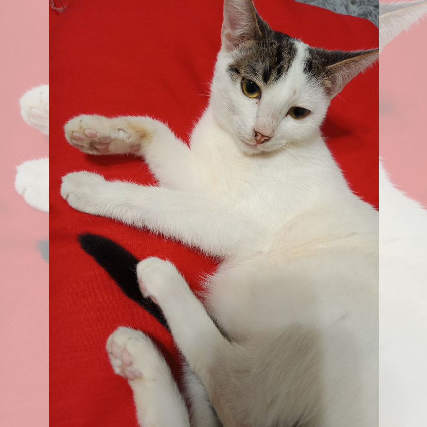 Котёнок в добрые руки